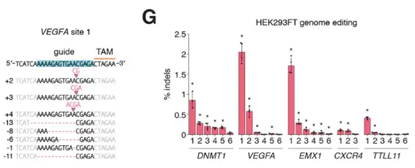 基因编辑的极限在哪里——迷你核酸酶IscB和TnpB的发现 - 知乎