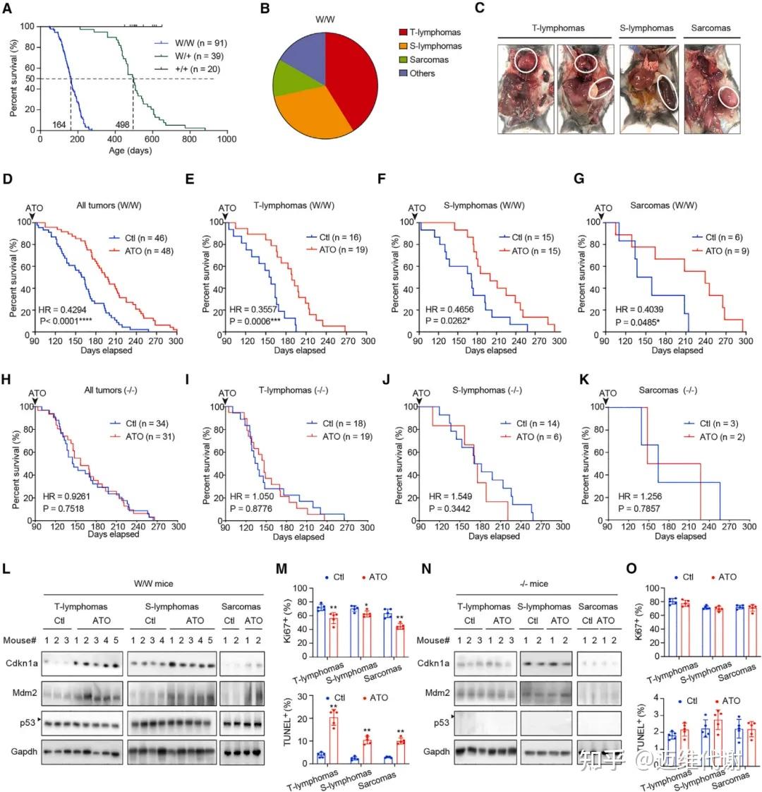 砒霜治癌？上海交大卢敏团队研究表明ATO恢复p53功能触发肿瘤消失 - 知乎