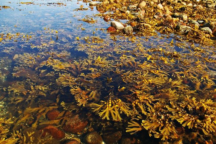 Benefits About Seaweed Fertilizer - 知乎