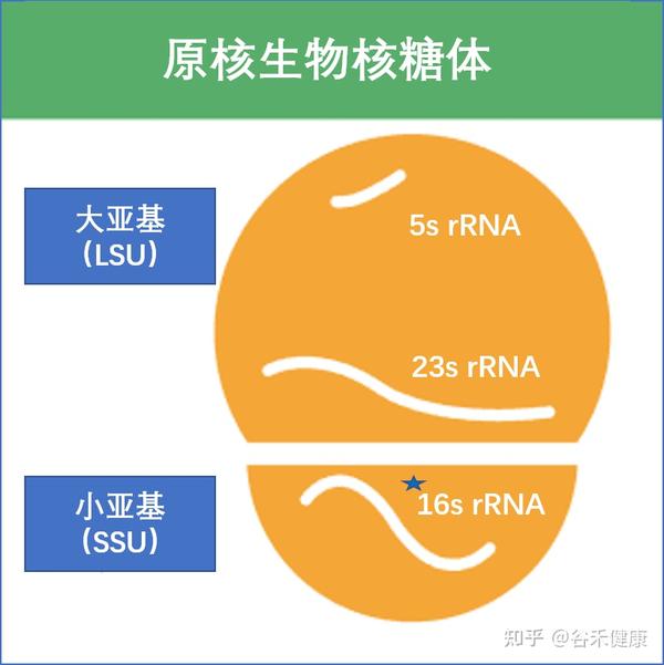 什么是16S rRNA，rDNA， 菌群研究为什么用16S测序，细菌如何命名分类？ - 知乎