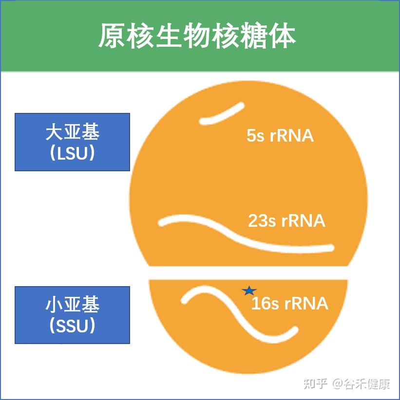 什么是16S rRNA，rDNA， 菌群研究为什么用16S测序，细菌如何命名分类？ - 知乎