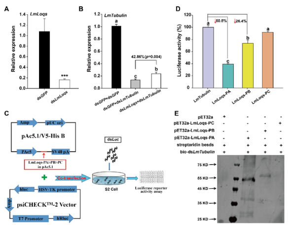 每日科研进展 l 2023.06.30 l Loquacious三种可变剪接变体在飞蝗小RNA介导的RNAi途径中发挥不同作用 - 知乎