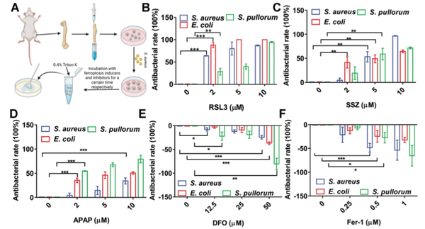 中科院一区TOP Theranostics丨铁死亡的抗菌作用 - 知乎