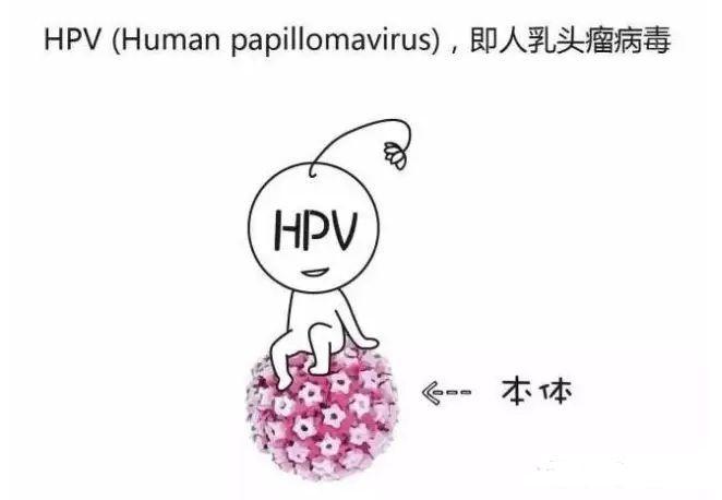 怎么知道自己是不是已经感染了hpv病毒 知乎