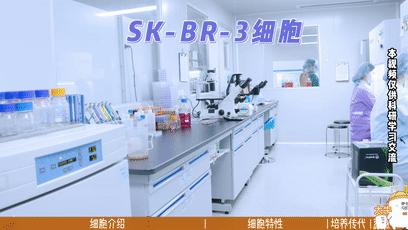 SK-BR-3细胞培养，人乳腺癌细胞培养攻略-丰晖生物 - 知乎