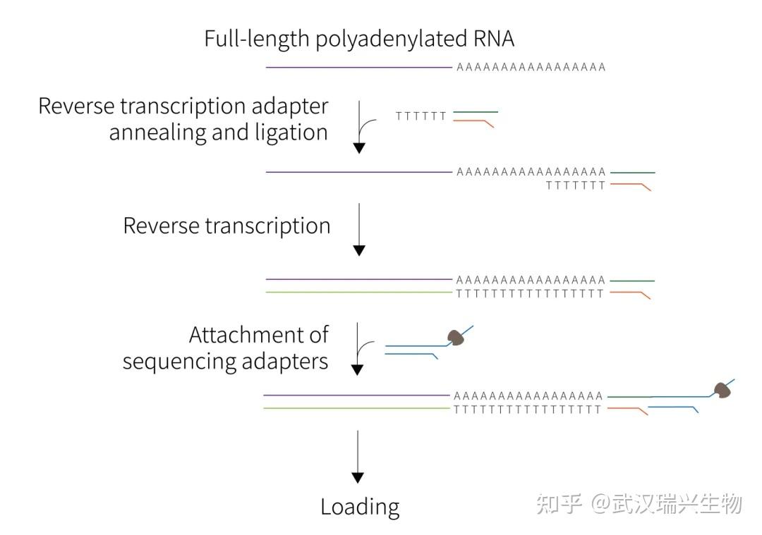 三代测序：ONT全长转录组测序和Direct RNA测序技术 - 知乎