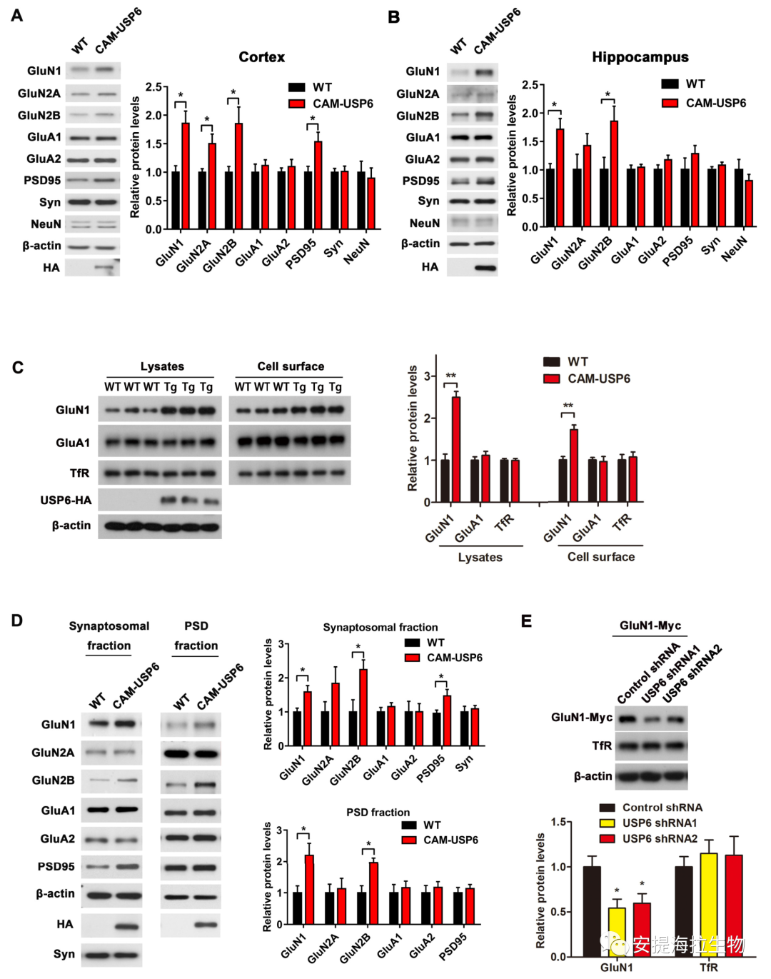 去泛素化酶USP6通过调节NMDA受体的稳定性影响记忆和突触可塑性 - 知乎