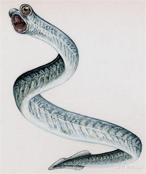 诡谲海岸——温妮莎页岩 - 知乎