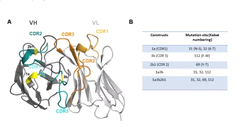 降低CD3亲和力—CD3双抗在治疗实体瘤的应用 - 知乎