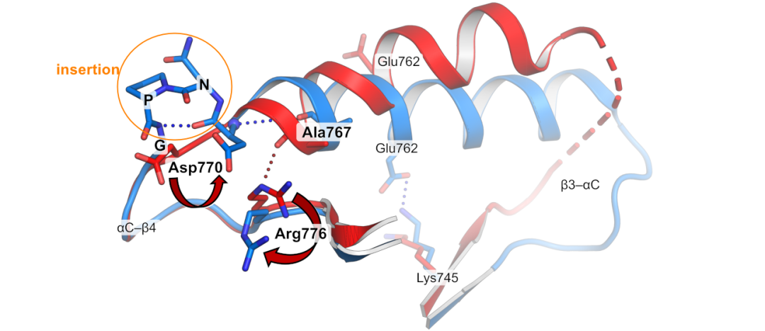 EGFR各种突变的结构生物学基础 - 知乎