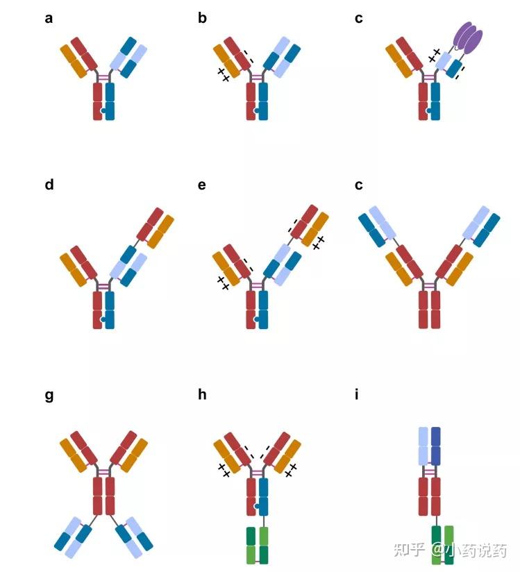 CrossMab的十年 - 知乎