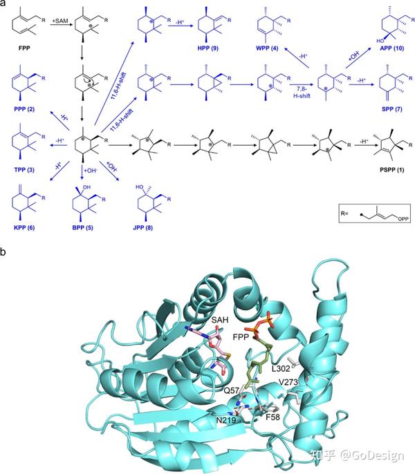 【代谢工程】一类全新非天然萜类化合物的生物合成 - 知乎