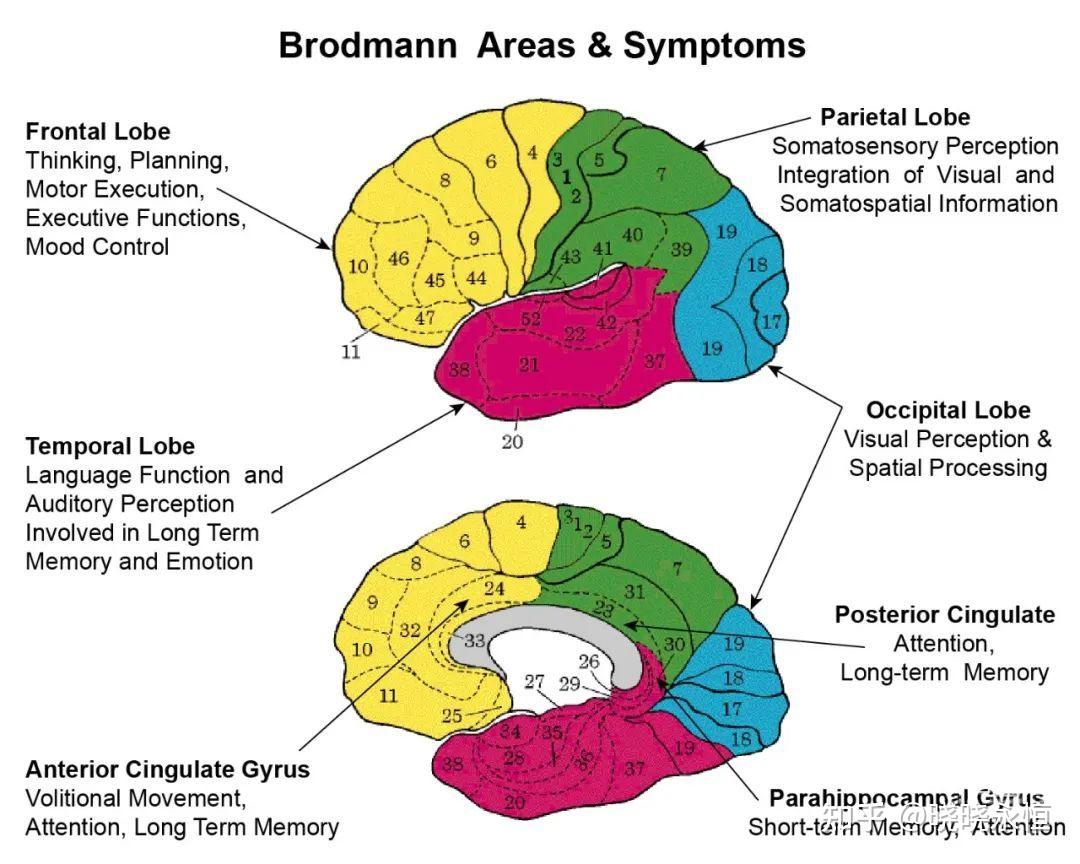 Brodmann大脑皮层分区 - 知乎