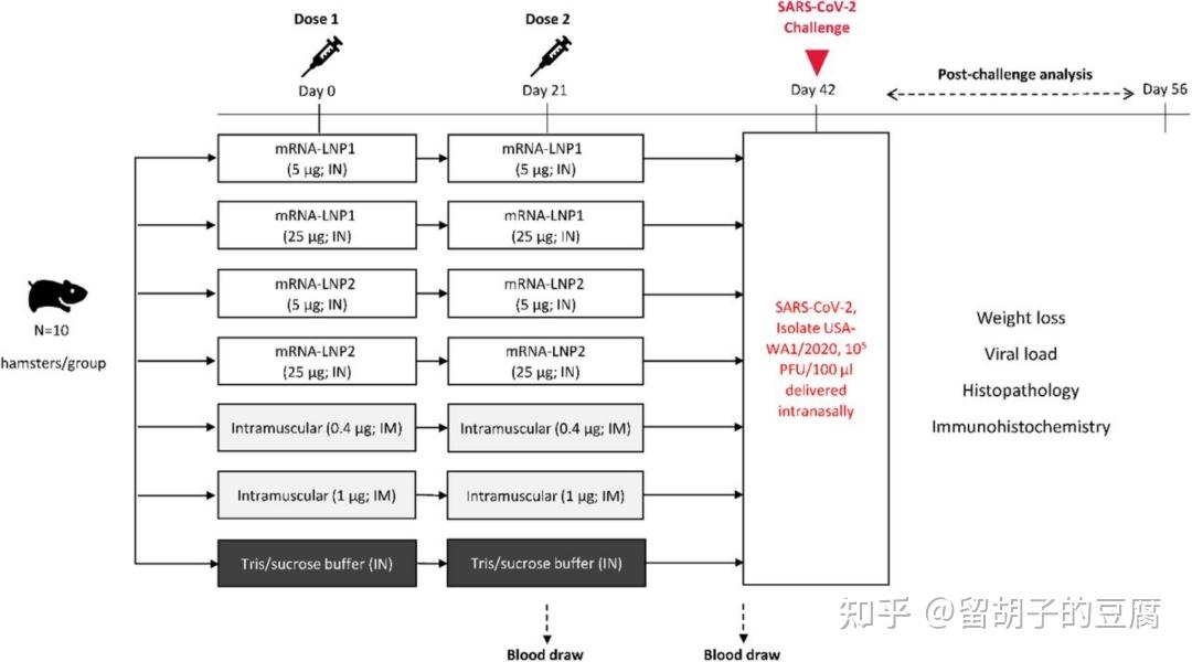 Moderna首次公布鼻腔接种新冠mRNA-LNP疫苗临床前数据 - 知乎