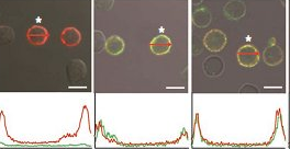 ImageJ的一些基本操作 - 知乎