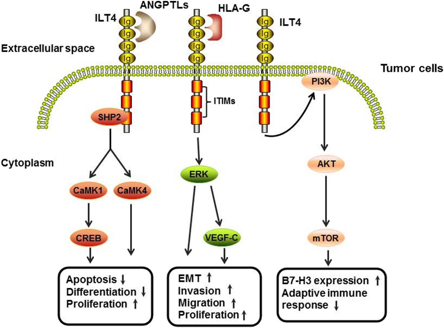 抗癌理想靶点新选择：LILRBs - 知乎