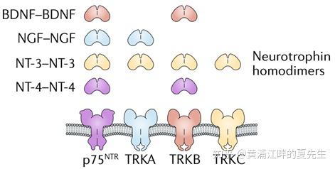 NTRK基因融合的机制与靶向治疗 - 知乎