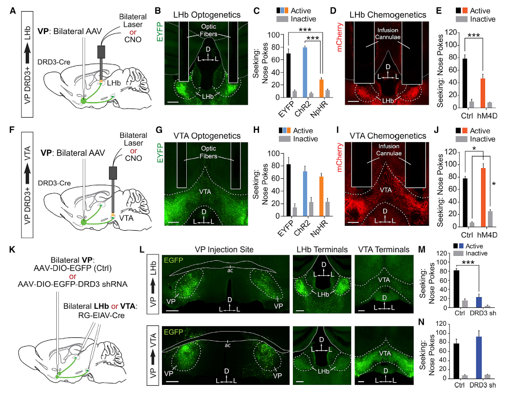 Neuron: 药物成瘾诱发奖赏环路变化新机制 - 知乎