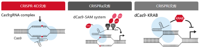 CRISPR文库火“出圈”啦！还不会用？这篇给你从头到尾梳理一遍！ - 知乎