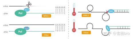 反转录实验 - 知乎