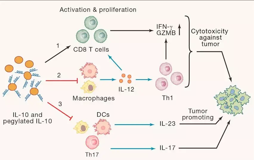 IL-10与炎症和肿瘤那些事儿…… - 知乎