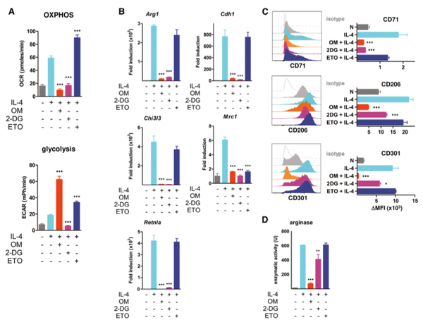 Cell Reports 丨M1&M2 巨噬细胞极化的转换 - 知乎