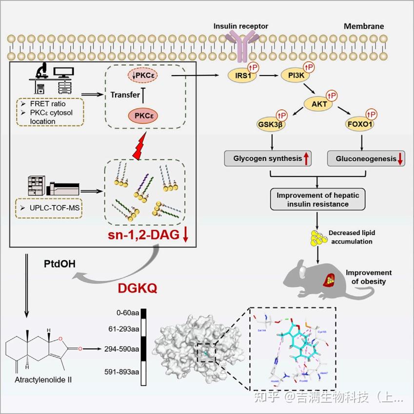IF=31.3721 | 白术内酯II可激活DGKQ抑制sn-1,2-DAG-PKCε信号轴改善胰岛素抵抗 - 知乎
