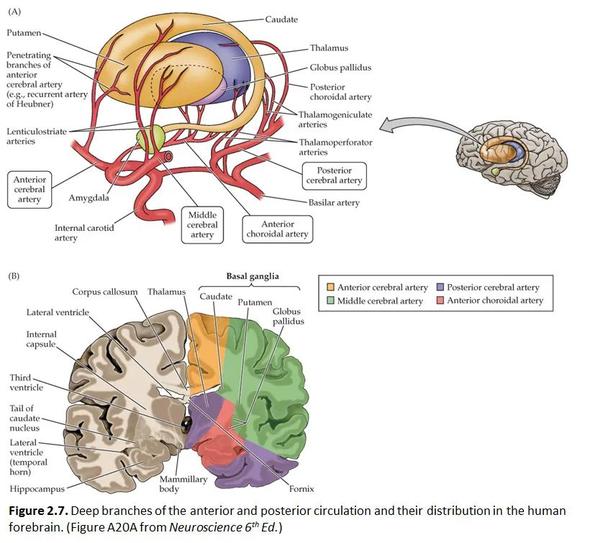 丘脑多图详解 - 知乎
