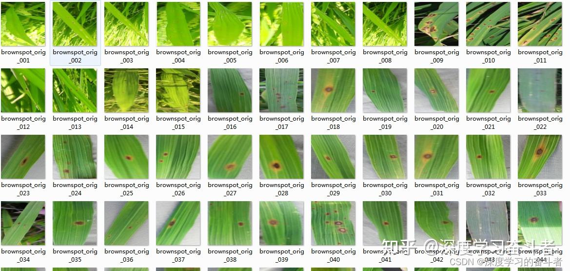 水稻叶病害识别（图像连续识别和视频识别python代码，pytorch框架） 知乎