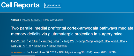 【客户文章】Cell Rep.：徐州医科大学高灿教授团队揭示前额叶皮质到杏仁核的两条平行投射调控术后小鼠学习记忆损伤的神经机制 - 知乎