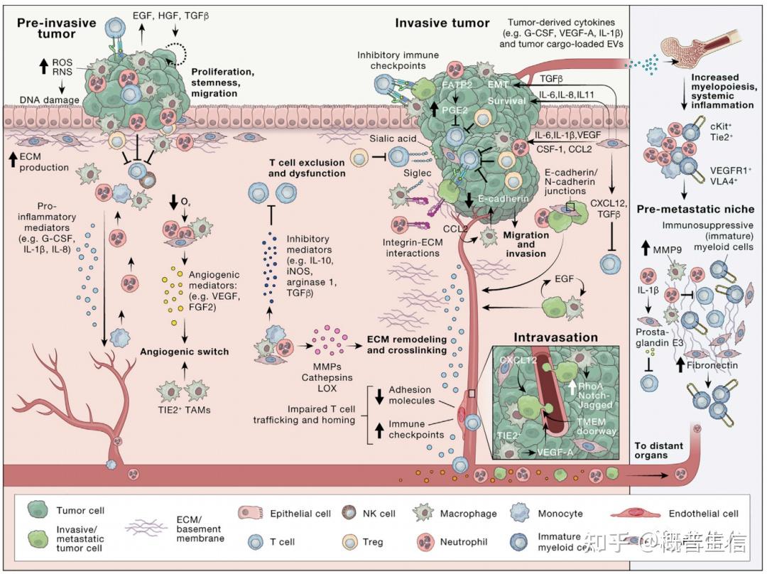 Nature | 万字综述肿瘤微环境随着癌症进展的动态演变过程 - 知乎