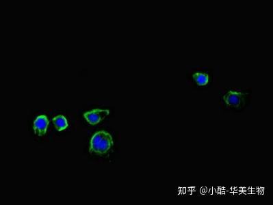 IL-17A：白细胞介素-17家族代表性靶点，助力炎症、免疫、肿瘤性皮肤病治疗！ - 知乎