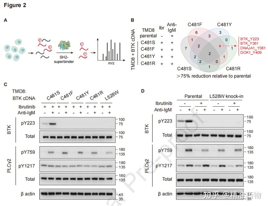 【JBC】耐药新机制：BTK抑制剂竟然诱导BTK蛋白突变性失活 - 知乎