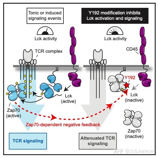 Molecular Cell（回顾）｜Lck的磷酸化位点调节CD45对Lck的激活 - 知乎