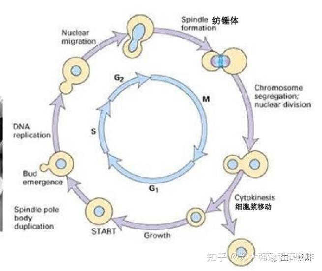 细胞生物学思维导图-细胞增殖及其调控 - 知乎