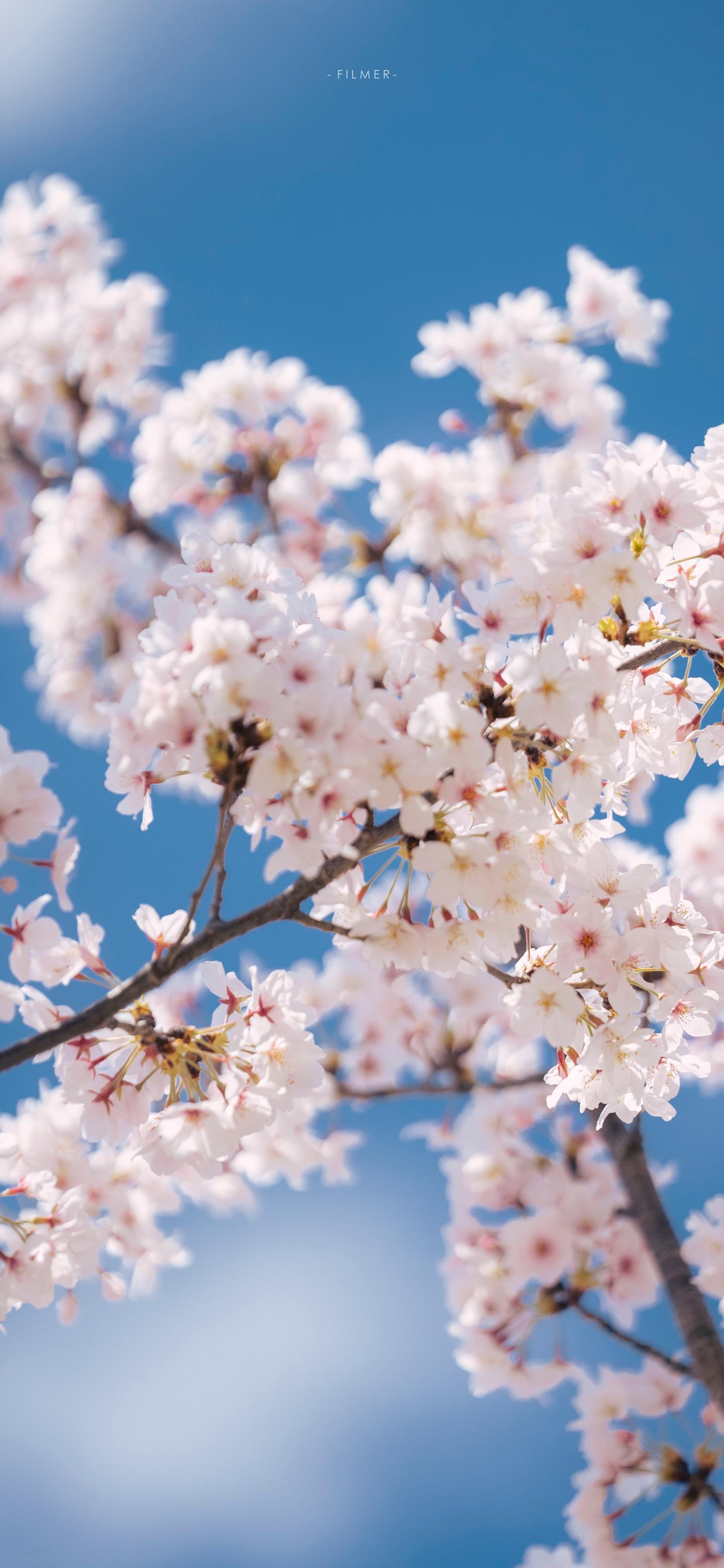 唯美梦幻樱花4K高清手机电脑壁纸推荐 - 知乎