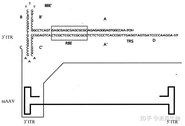 基础干货丨一文了解腺相关病毒（AAV） - 知乎