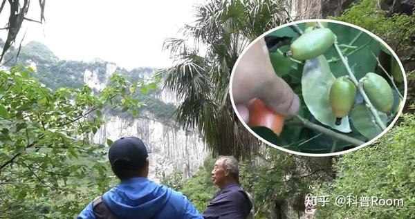 竹生羊奶子是什么？是羊奶果吗？消失了106年，在云南天坑再次发现 知乎