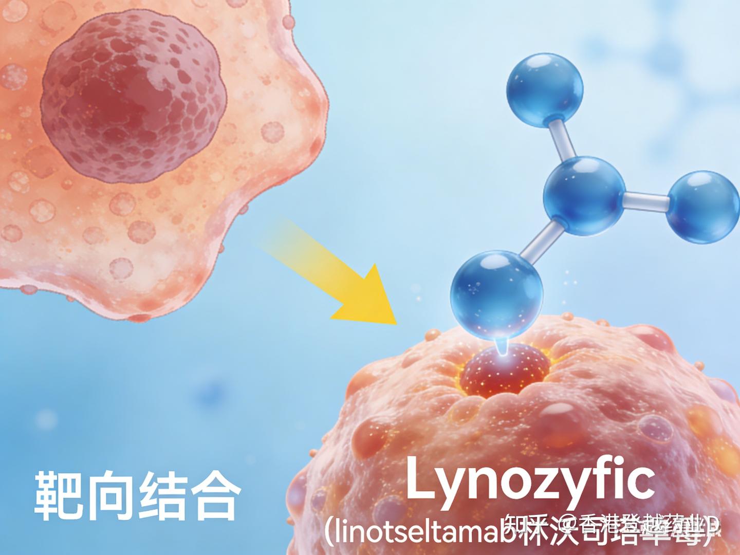Lynozyfic（linvoseltamab，林沃司他单抗）药品信息 - 知乎