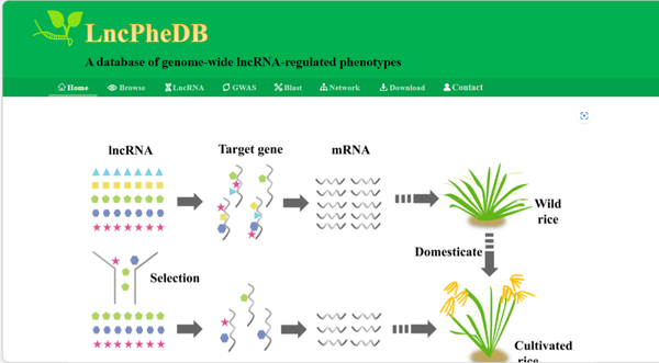 郑晓明研究员 | aBIOTECH | LncPheDB 植物中全基因组lncRNAs调控表型数据库 - 知乎