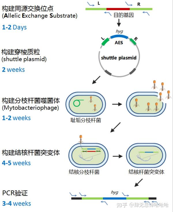 噬菌体包装 - 知乎
