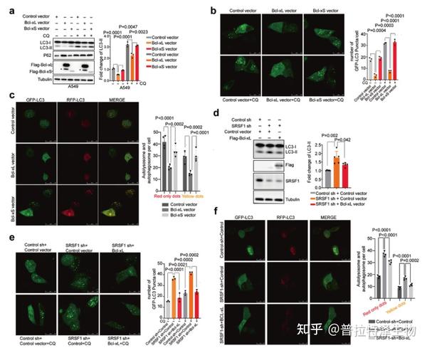 【高分SCI解读】SRSF1介导的Bcl-x可变剪接影响肺癌细胞自噬 - 知乎