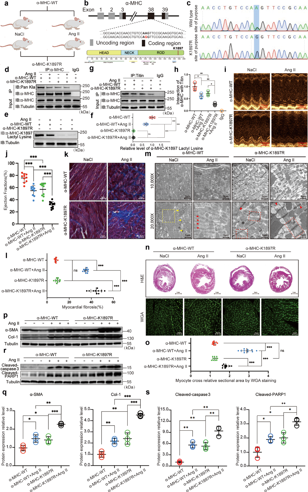 Cell Res | 乳酸化修饰组学揭示心力衰竭新机制及潜在治疗靶点 - 知乎