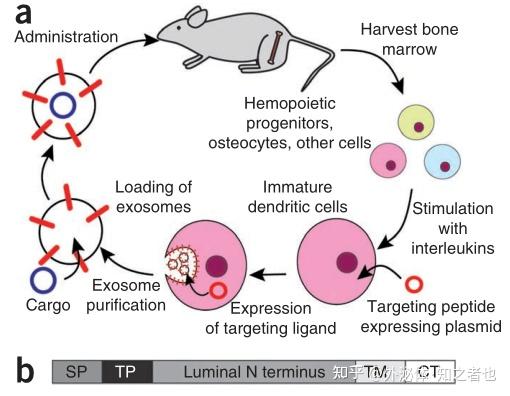 干货分享|脑神经靶向RVG修饰工程化外泌体应用 - 知乎