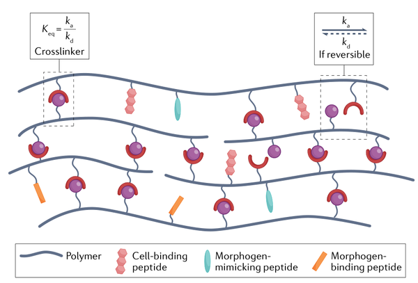 《Nature Rev. Chem.》哈佛大学David J. Mooney院士综述：细胞培养用水凝胶工程化策略 - 知乎