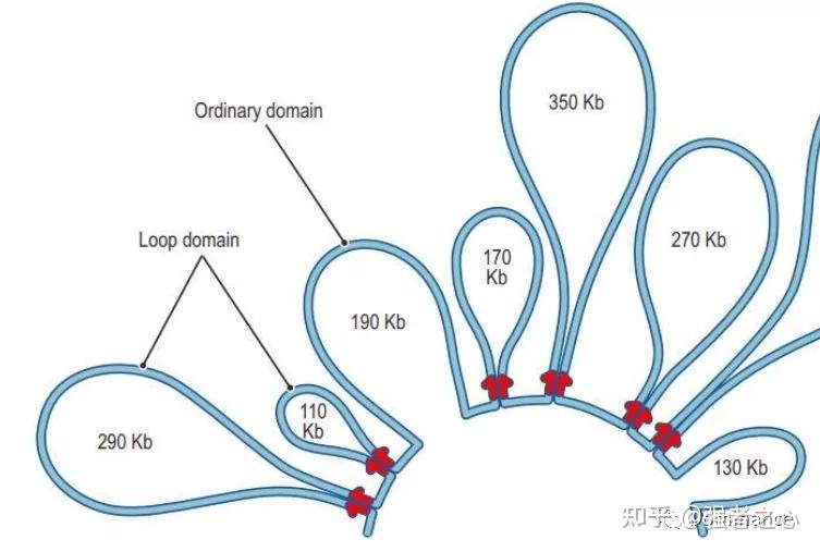 一种近距离染色质互作形式-chromatin loops 的研究进展 - 知乎
