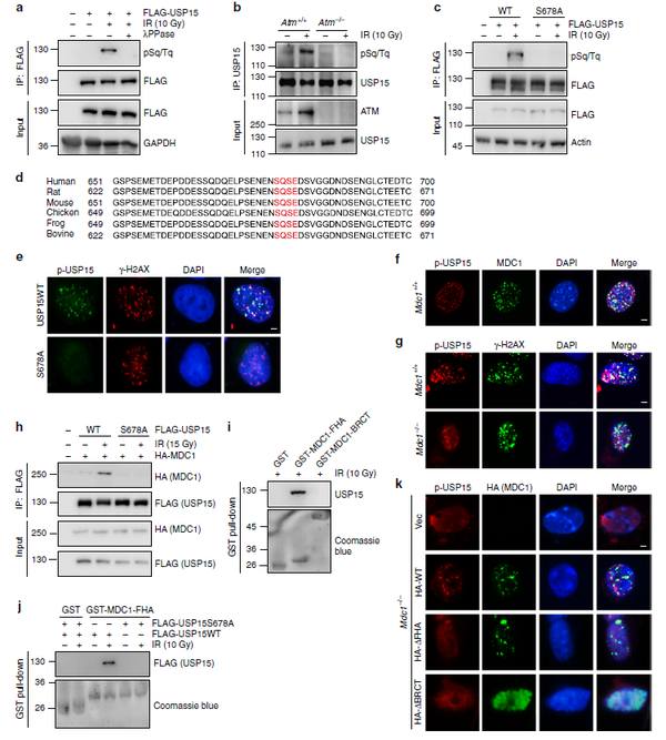 去泛素化酶USP15调节同源重组修复和癌细胞对PARP抑制剂的反应 - 知乎