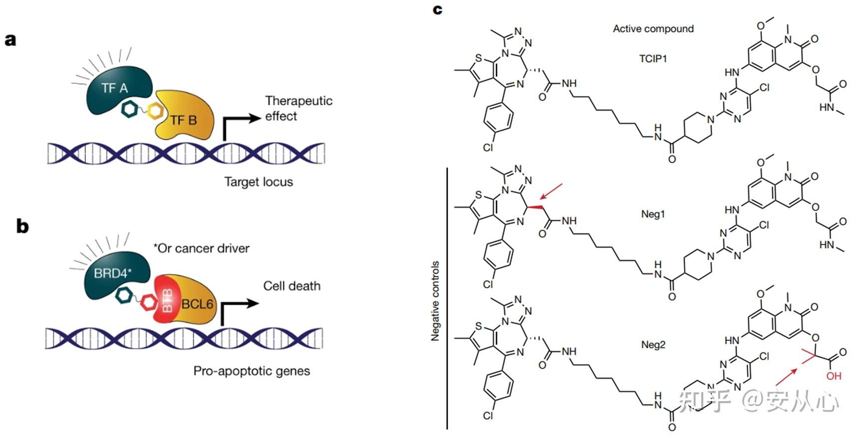 重置肿瘤细胞驱动以激活细胞凋亡 - 知乎