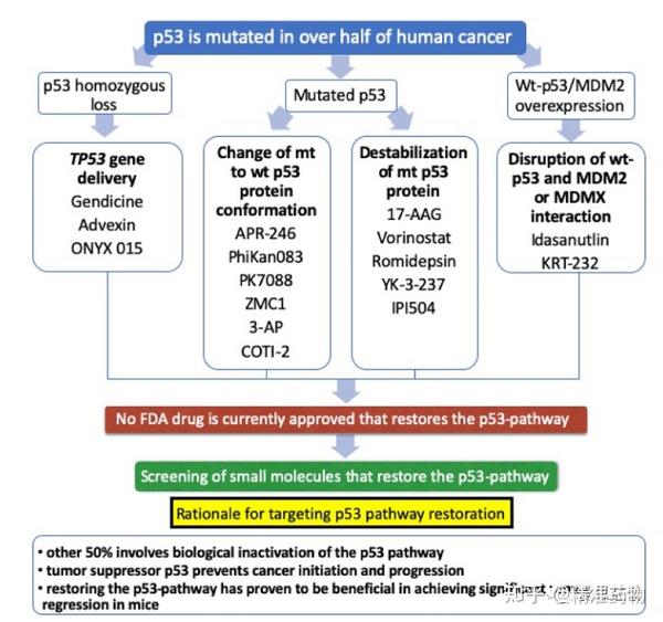 【靶点】P53 - 知乎