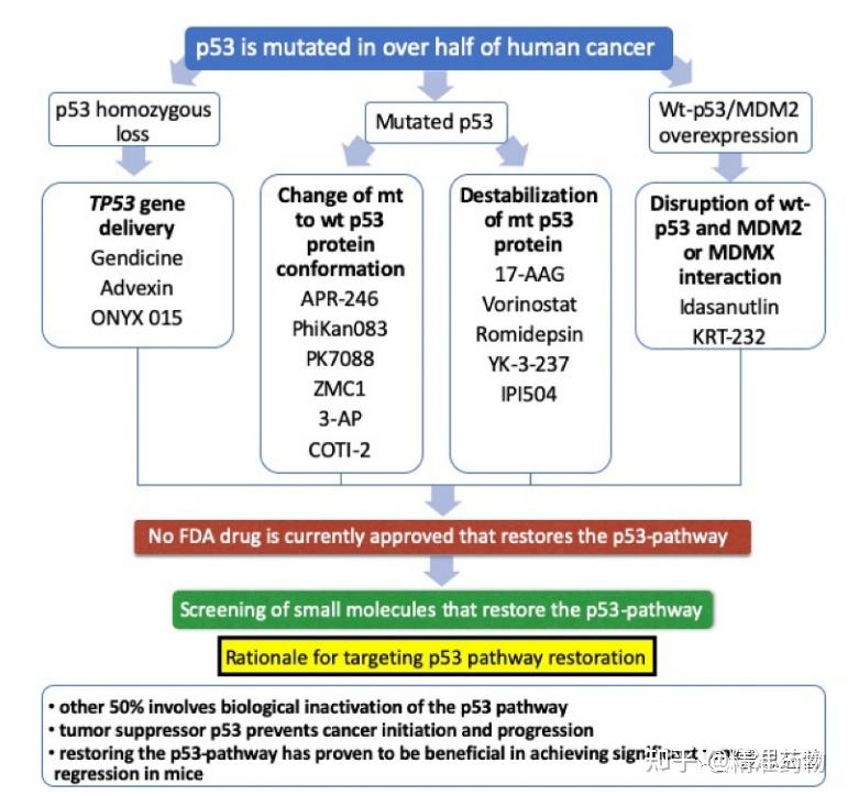 【靶点】P53 - 知乎